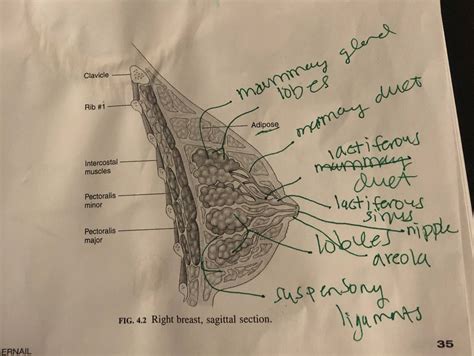 Breast Diagram Quizlet