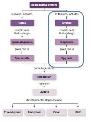 The Reproductive System And Embryology Flashcards Quizlet