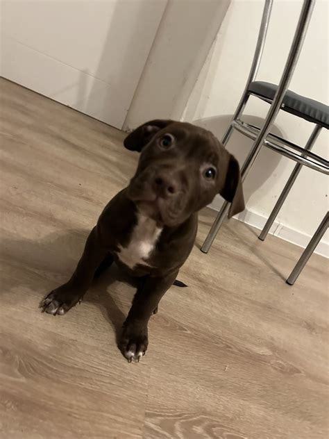 Oddam dwa szczeniaki Pitbull red nose w dobre ręce Warszawa Białołęka