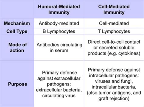 Specific Immune System Humoral Flashcards Quizlet