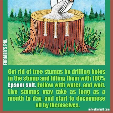 How To Remove A Tree Stump With Epsom Salt Artofit