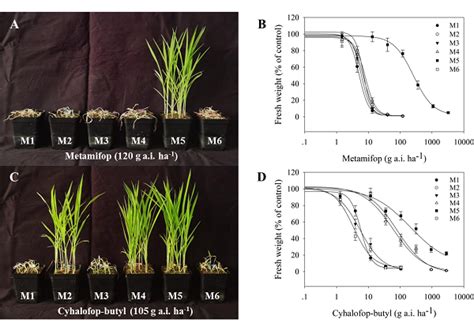 江苏里下河地区农业科学研究所植物保护研究团队揭示水稻田马唐对ACCase类除草剂的抗性多样性