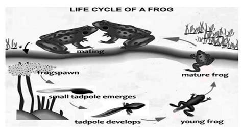 IELTS Writing Task 1 Life Cycle Of Frog Alwaysielts
