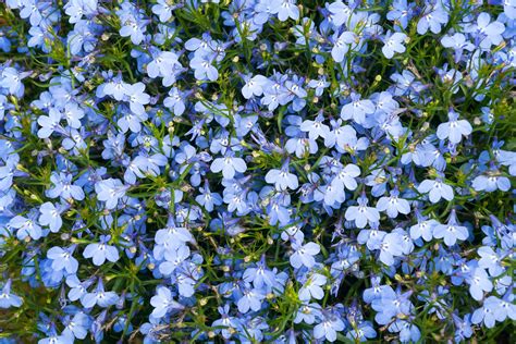 Álbum 200 flores azules naturales Abzlocal mx