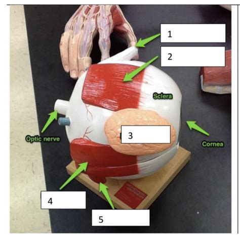 Muscular System Pt Flashcards Quizlet