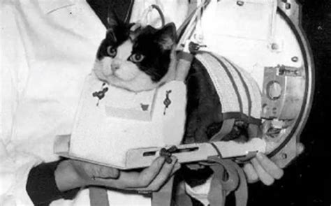 F Licette La Gata Astronauta Francesa Que Logr Volver Del Espacio