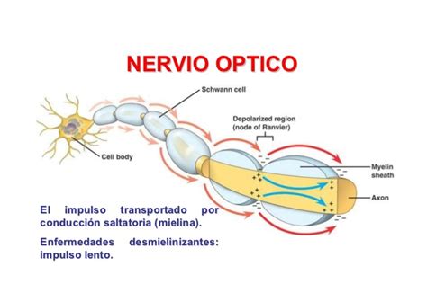 Nervio Óptico definición anatomía fisiología características y mucho más