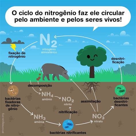 Ciclo do nitrogênio arvoreagua