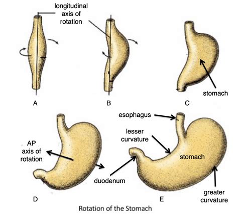 Foregut Embryology A Web Site