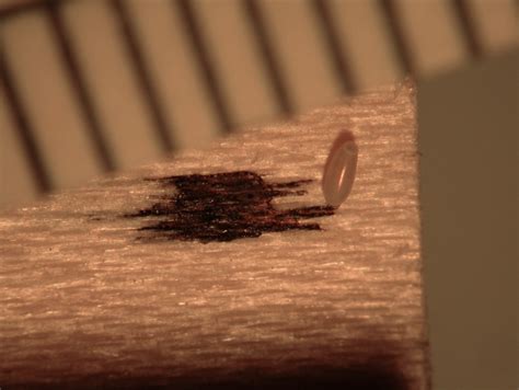 Œufs de punaise de lit comment les reconnaitre bombe de froid