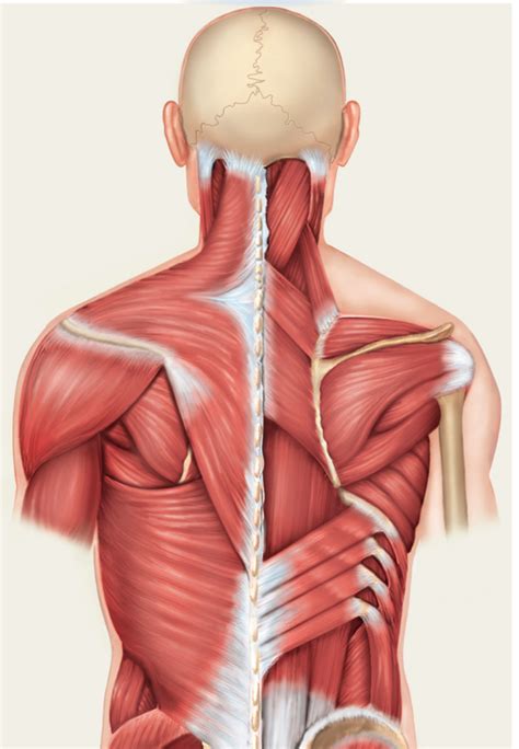 Superficial Extrinsic Back Muscles Diagram Quizlet