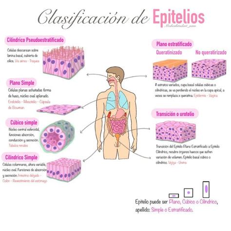 Res Menes De Epitelio Descarga Apuntes De Epitelio