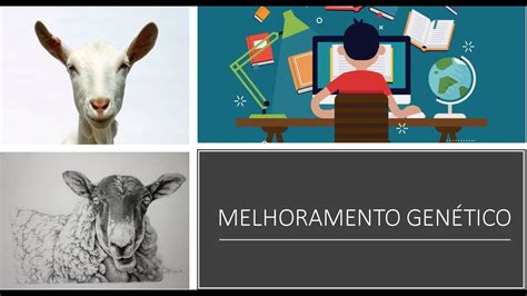 Melhoramento Genético em caprinos e ovinos YouTube