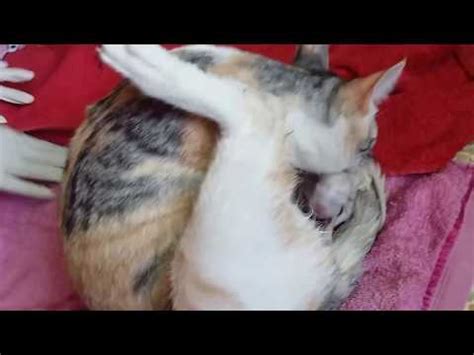 Como Saber Si Mi Gata Está Preñada O Gorda Moda infantil online