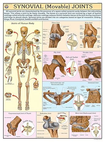HP28s TeachingNest Synovial Joints Movable Chart 70x100 Cm