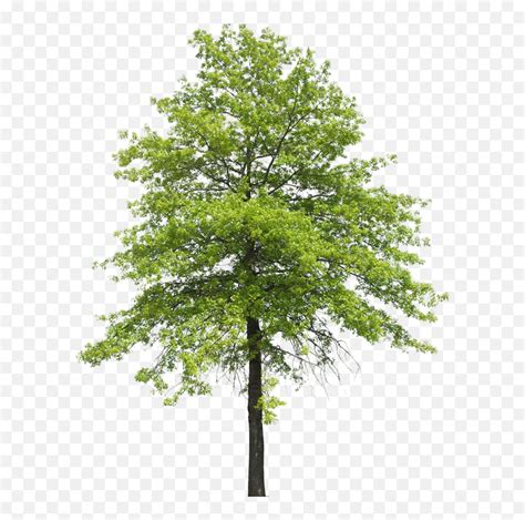 Plant Shrub Transpiration Nature Tree Arboles Para Photoshop Sin