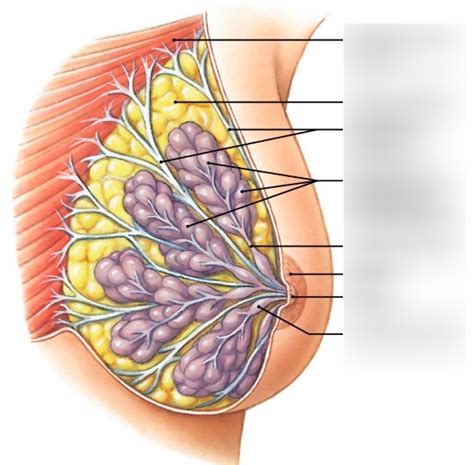 Mammary Glands Diagram Quizlet