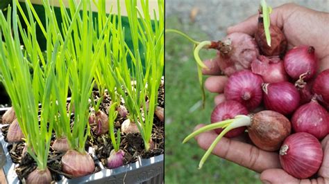 5 Cara Menanam Bawang Merah Sendiri Di Rumah Bisa Pakai Media Botol