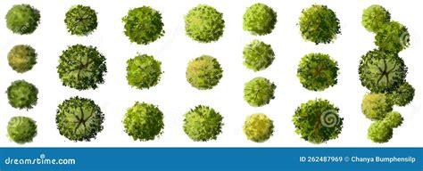 Vector Watercolor Set Of Green Tree Top View Isolated On White