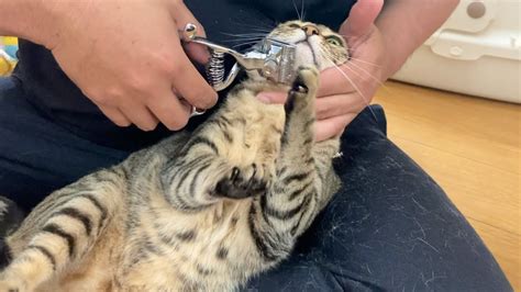 猫ニキビ対策にアゴ毛をバリカンで剃りたい飼い主と剃られたくない猫w YouTube