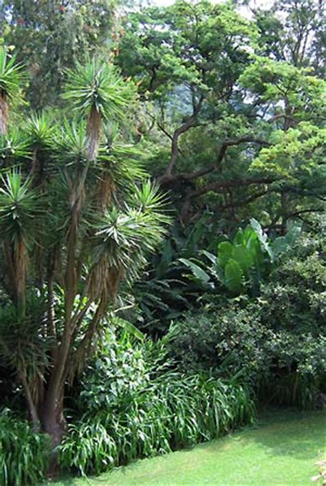 This Is The Y Page Of Our A To Z Guide To Plants How To Care For