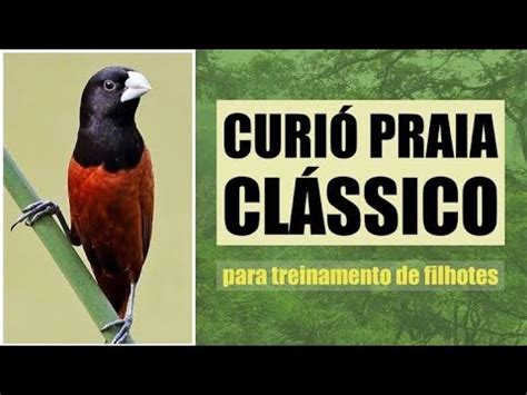 CURIÓ CANTO PRAIA CLÁSSICO PARA TREINAMENTO DE FILHOTES YouTube