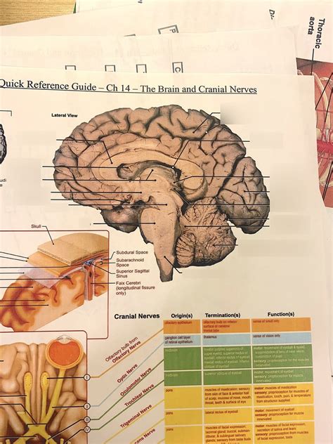 Brain Anatomy Diagram Quizlet