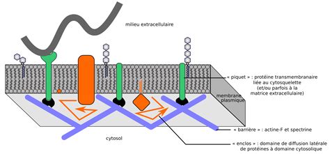 Les Membranes Biologiques Des Structures Dynamiques Planet Vie