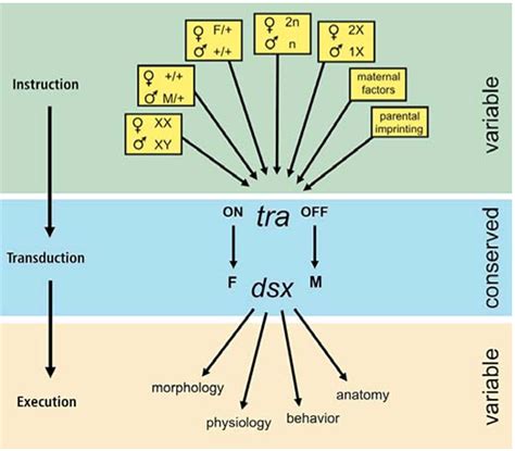 pdf sex determination in insects variations on a common theme 2014 daniel bopp 98 citations