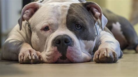 Guia De Ra As Conhe A O American Bully Um Valent O Gentil O Rolo
