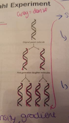 Genetic Engineering Flashcards Quizlet
