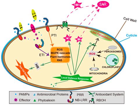IJMS Free Full Text Unravelling The Roles Of Nitrogen Nutrition In