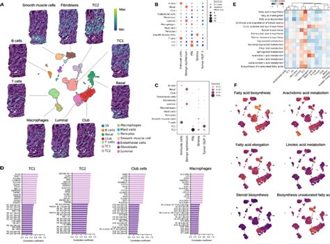 spot deconvolution reveals cell type specific transcriptional and download scientific diagram