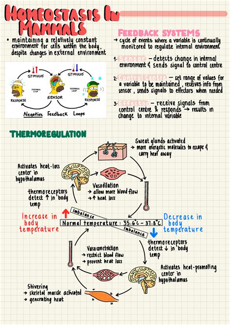 Chapter 14 Homeostasis HHOOMMEOOSSTTAASSHSSHNN MMAIMMMMAIKSS