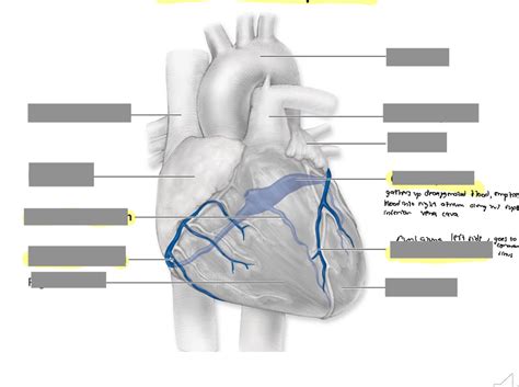 Coronary Veins Diagram Quizlet