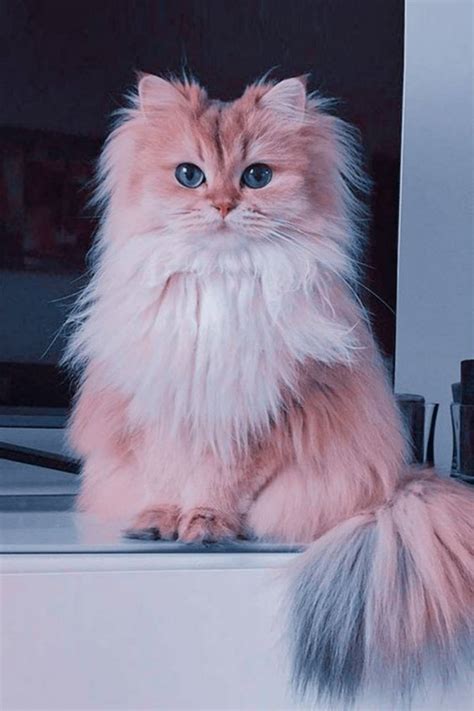 50 Aesthetic Cute Cats That Will Give You All The Feels