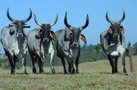 Gado De Corte Tudo Que O Produtor Precisa Saber Agromove