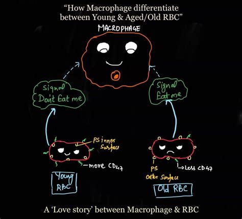 Life Span Of RBC Erythrocyte KashiBiology
