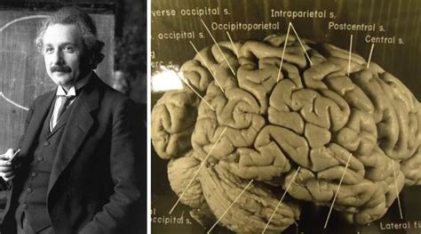 Albert Einstein ın Beyninin Öldükten Sonra Çalınması Ekşi Şeyler