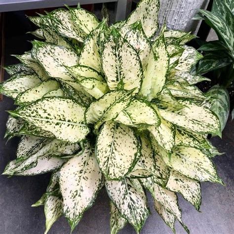 Jual Aglonema Snow White Tanaman Hias Aglaonema Snow White Murmer Lokal