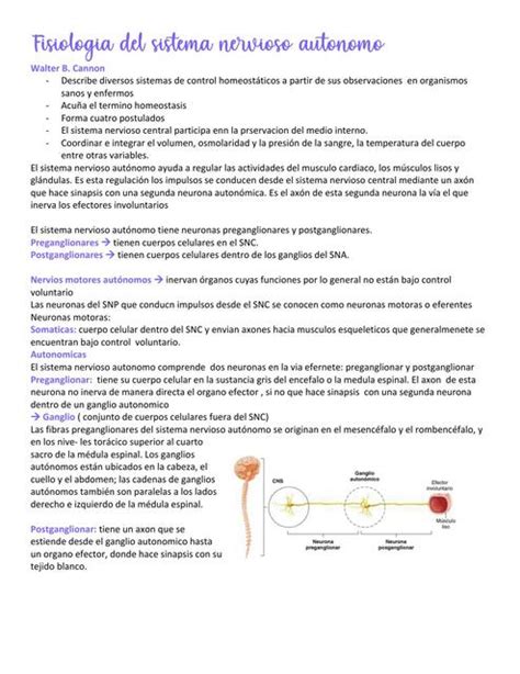 Fisiolog A Del Sistema Nervioso Aut Nomo Montserrat Hern Ndez Udocz