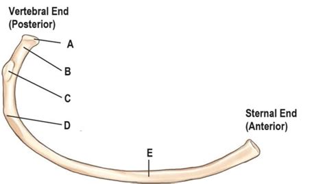 2 Chapter 10 Bony Thorax Sternum Ribs Diagram Quizlet