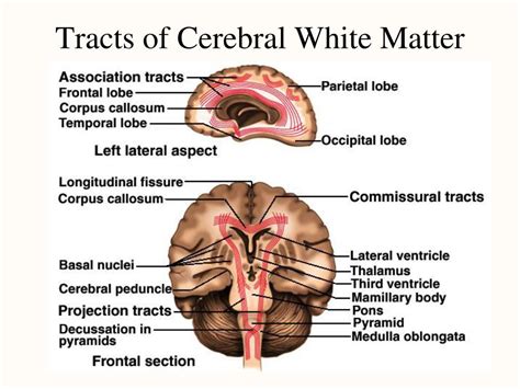 PPT Chapter 14 The Central Nervous System PowerPoint Presentation