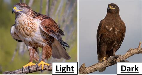 North American Birds Of Prey Identification