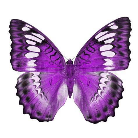 Lila Schmetterling Stock Bild Colourbox