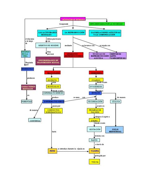 Ciclo Menstrual Mapa Conceptual Sima Images And Photos Finder