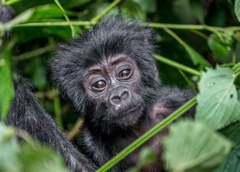 10 Days In Uganda 5 Unique Itinerary Ideas Kimkim