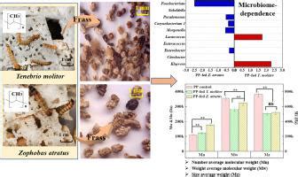 Zophobas Atratus Science