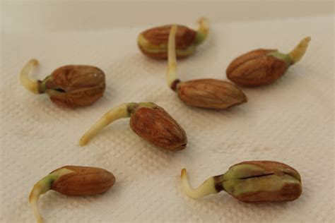 Cómo germinar porotos Huerto en casa