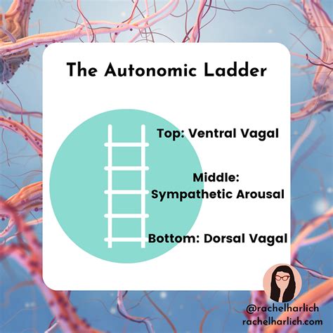 5 Key Concepts In Polyvagal TheoryPolyvagal Theory Created By Stephen